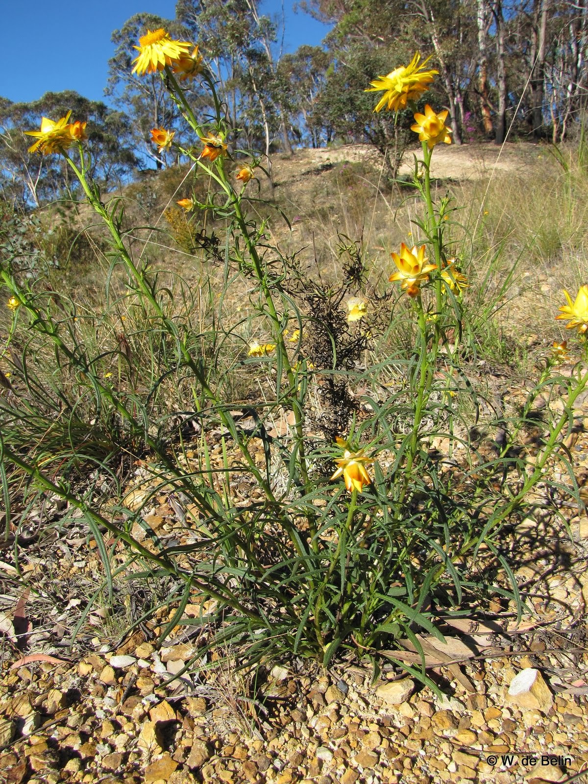Sydney's Wildflowers and Native Plants: Xerochrysum viscosum - Sticky ...