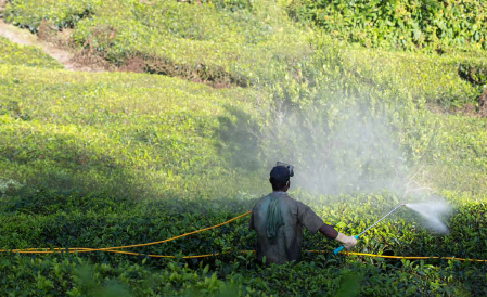 Hazardous pesticides in tea: MNC Uniliver, Modi favourite Tatas, top ...