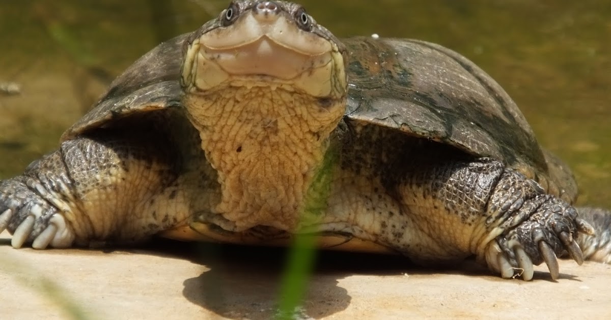 Turtles and tortoises in Kenya