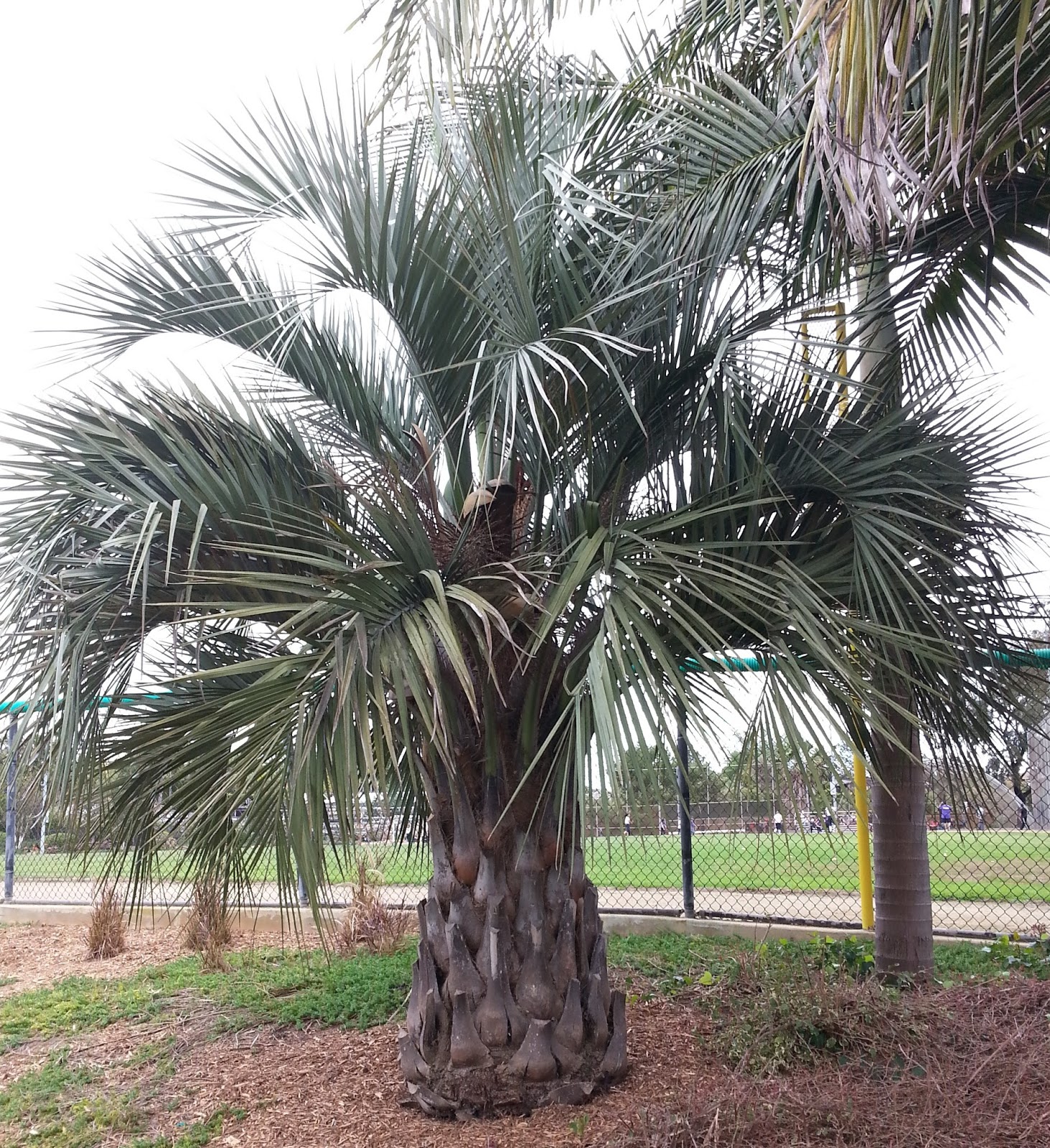 The 2 Minute Gardener: Photo - Pindo Palm (Butia capitata)
