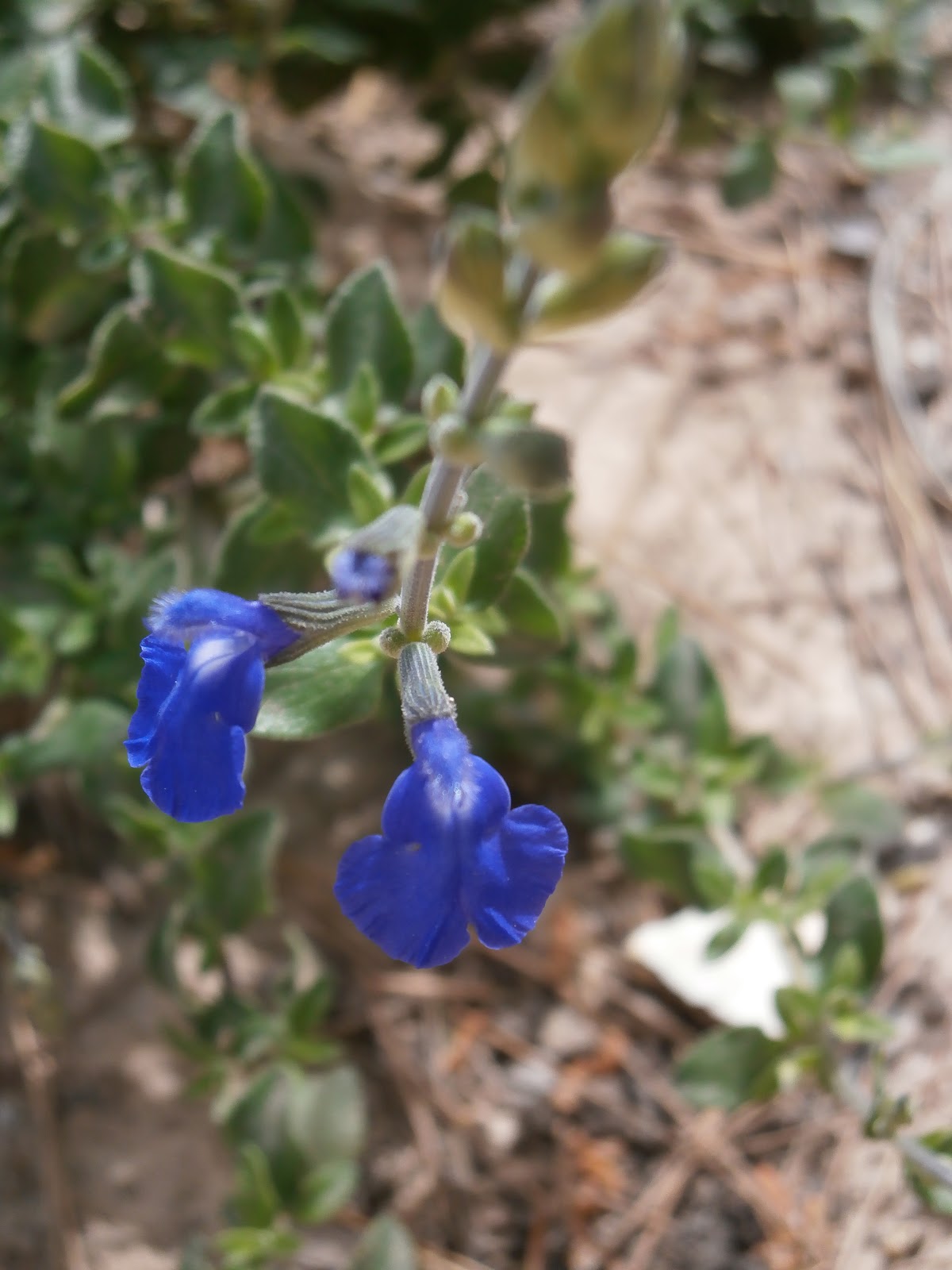 Argentina nativa: Salvia rastrera (Salvia procurrens)