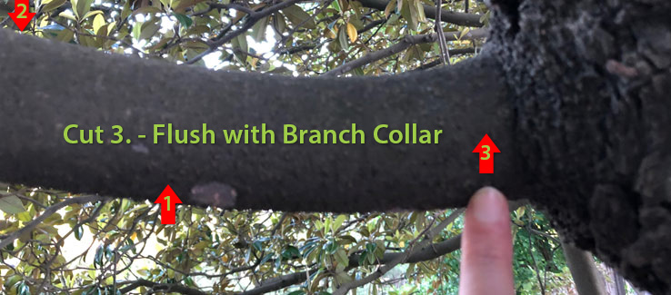 Fast Tree Removal Services Atlanta: How Trees Recover from Wounds and ...