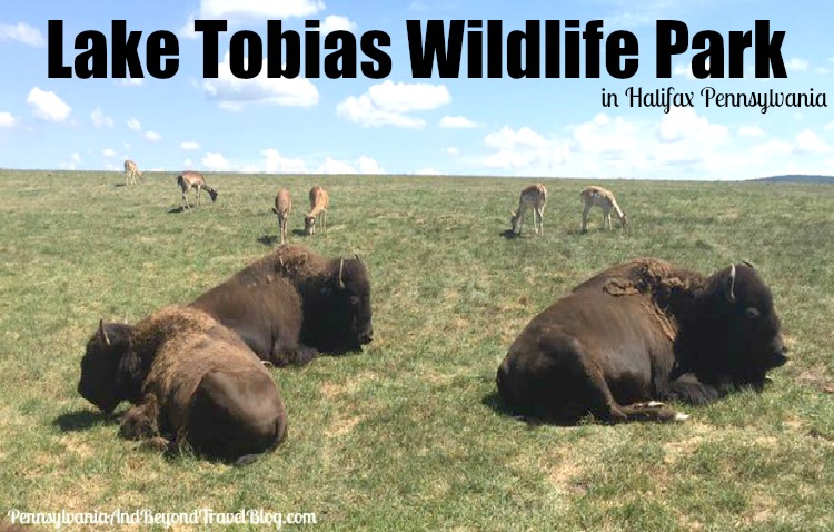 Pennsylvania & Beyond Travel Blog: Family Fun at Lake Tobias Wildlife ...