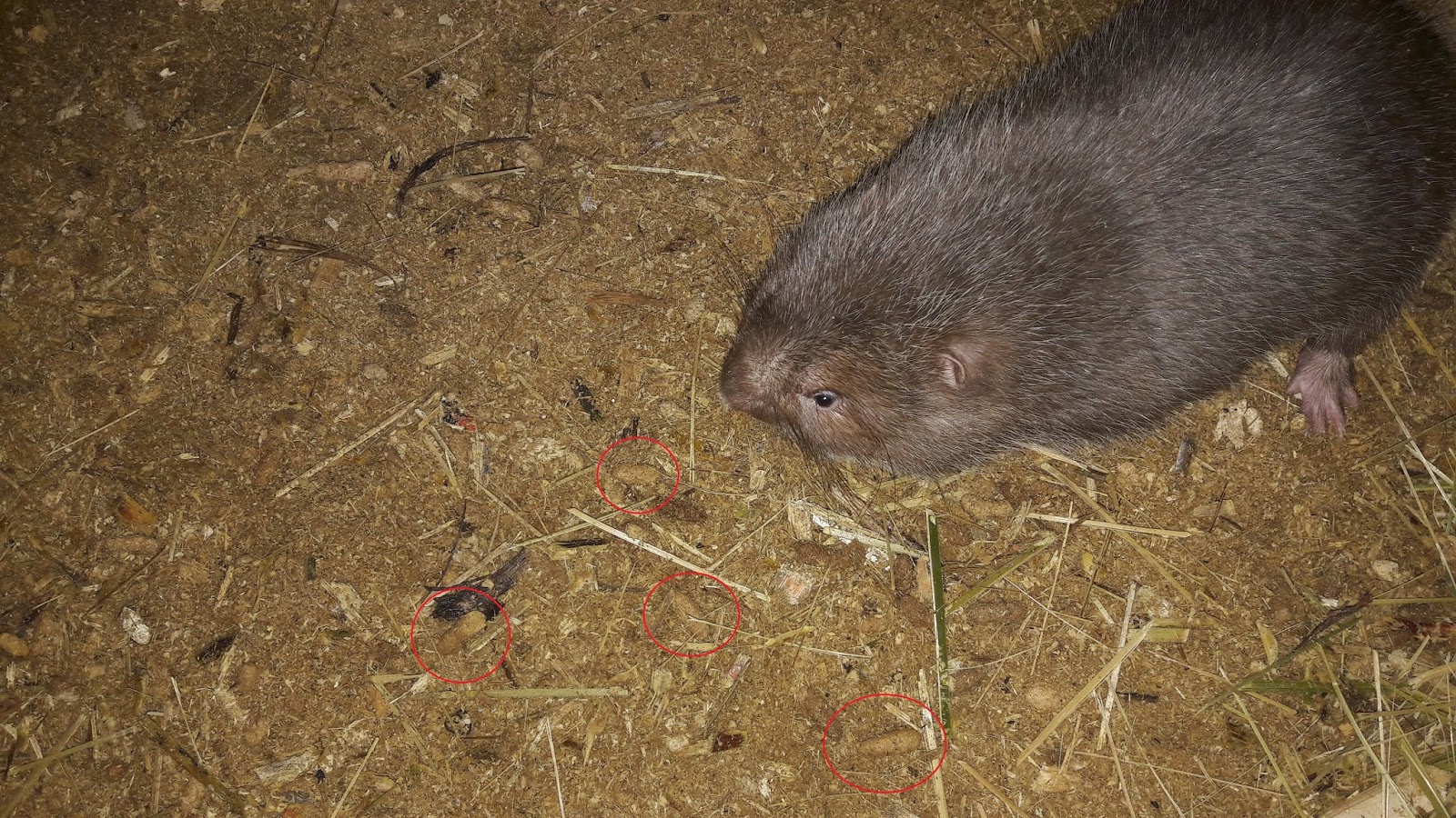 Blog về quá trình nuôi con dúi của Khoa Cao: BỆNH THƯỜNG GẶP Ở DÚI GIỐNG