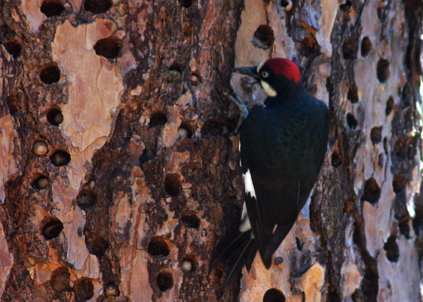 Variety of Life: Picidae
