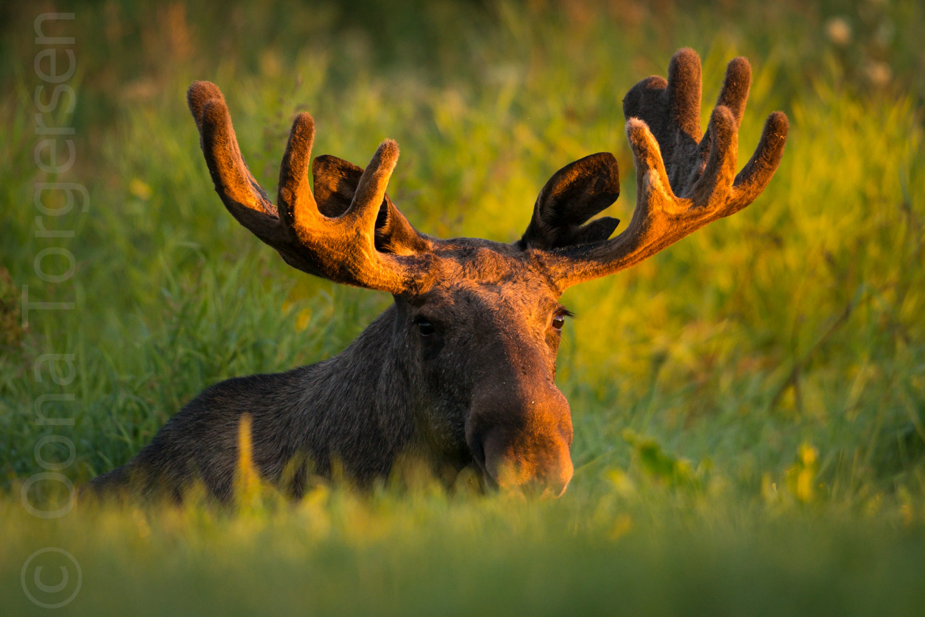 Oona Torgersen Photography: Elg i solnedgang!
