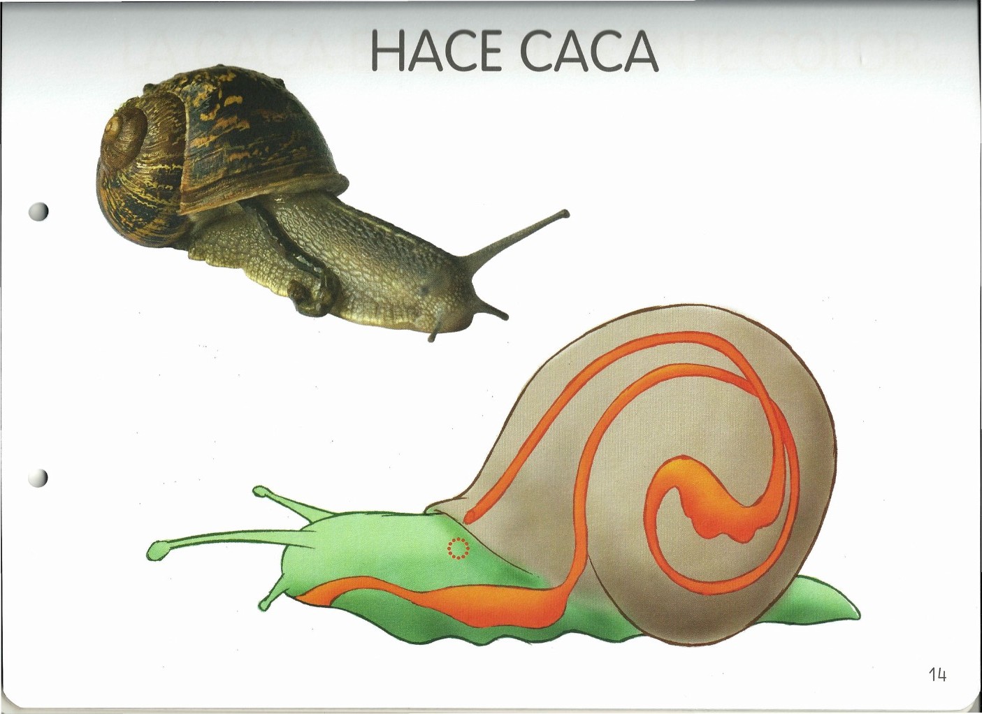 Los infantes del Blas: HOYE HEMOS VISTO COMO HACEN CACA LOS CARACOLES