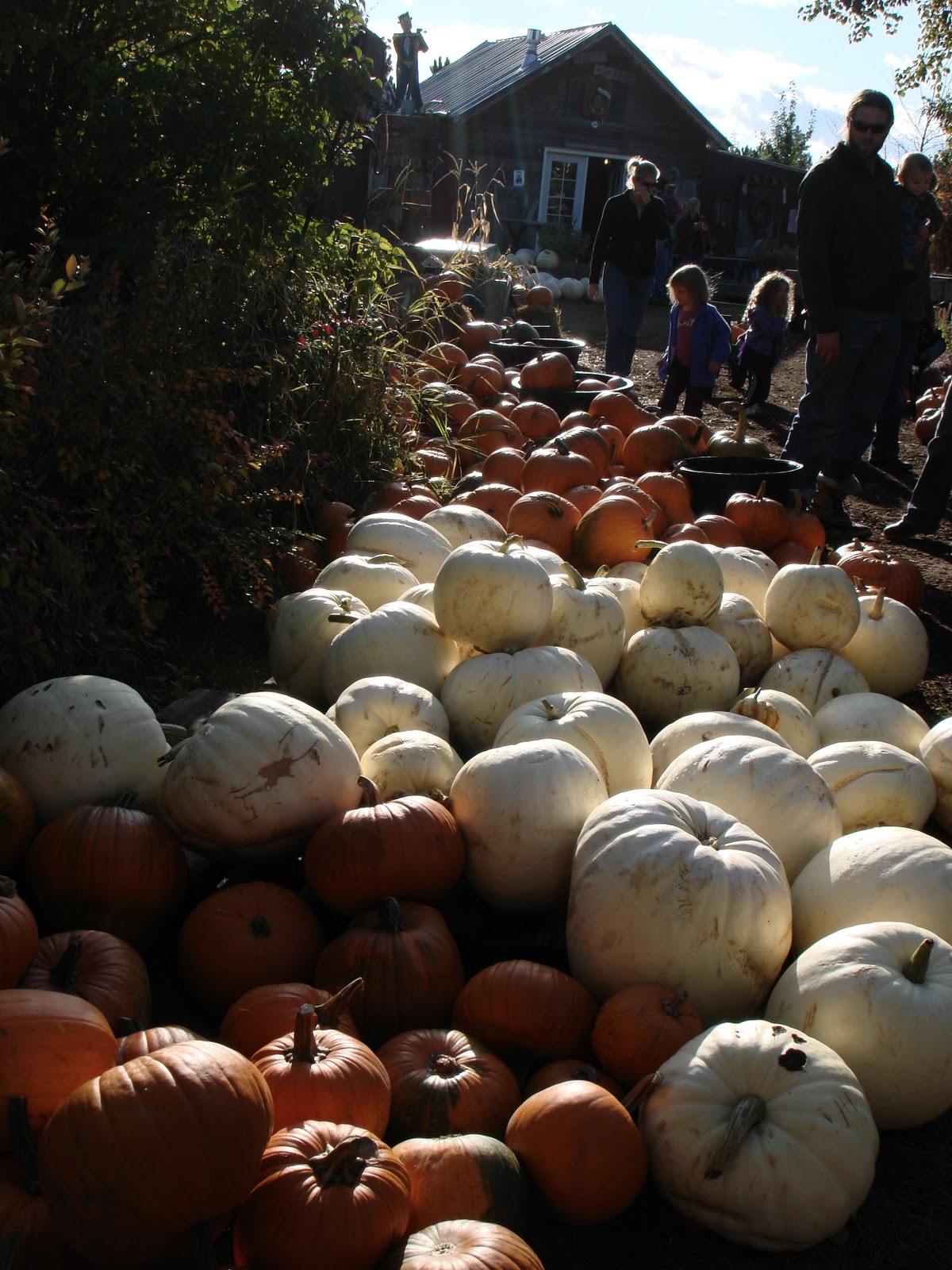 Clan of the Mountaindreamers: Saturday Harvest