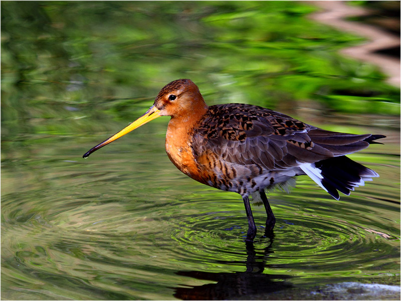 FOTO NATURA HUESCA 2: ESCOLOPÁCIDO scolopacidae Constantine Samuel ...