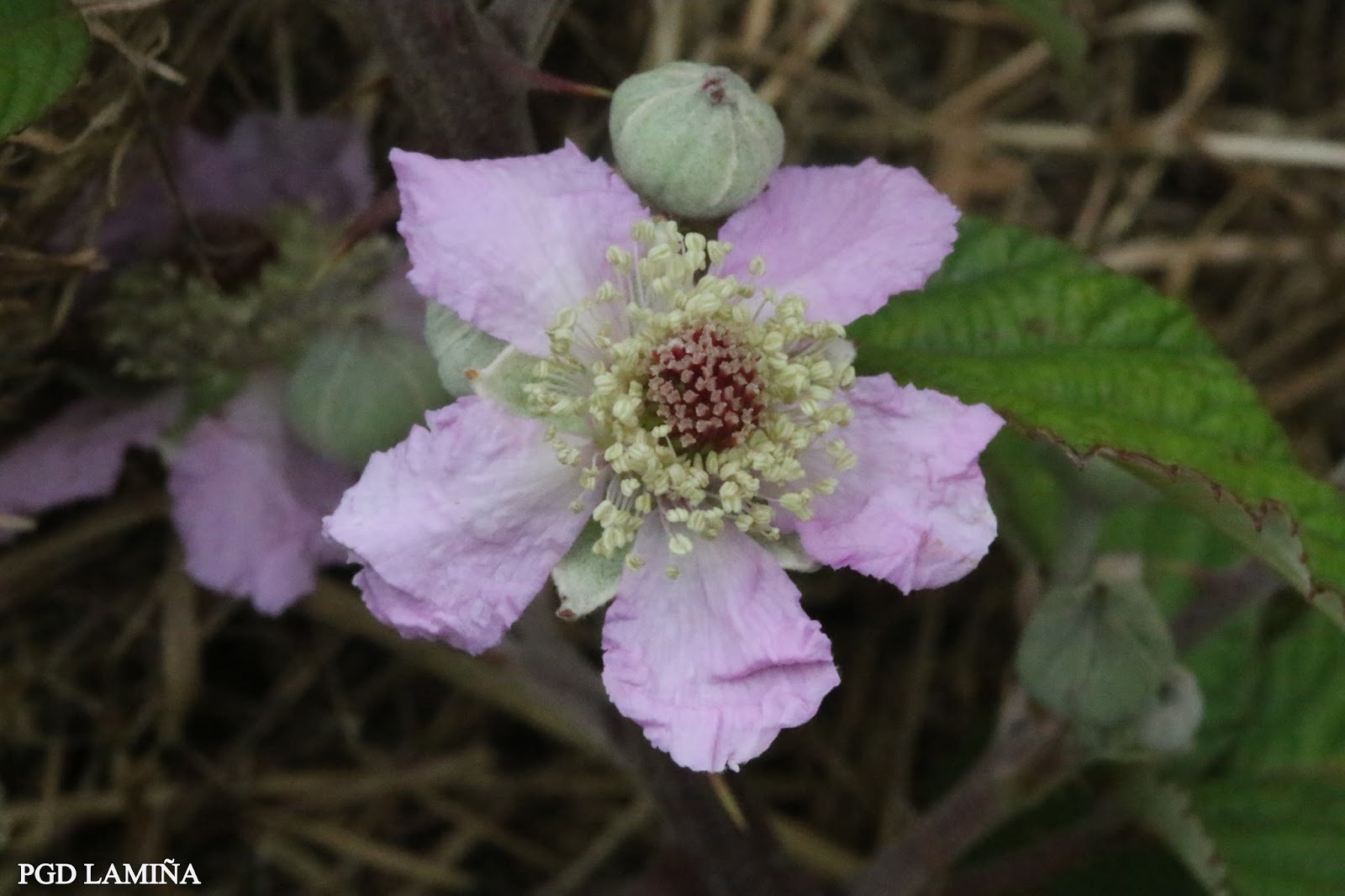 RUBUS ULMIFOLIUS. zarza o zarzamora.