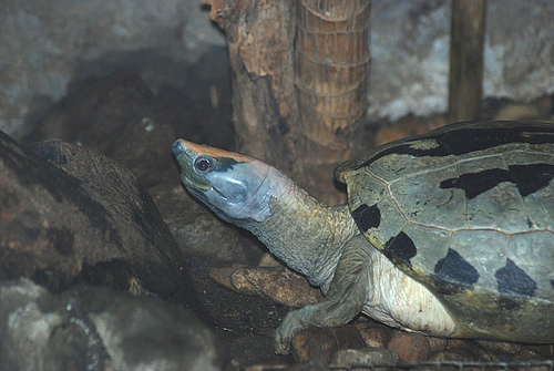 The Beauty Of Painted Batagur Turtle