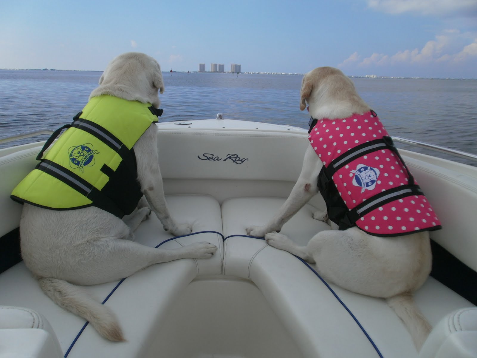 Paws Aboard Testimonials