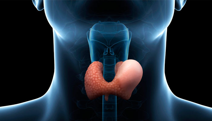 Solusi Akupunktur Kelenjar Tiroid Hypothyroidism - Terapi Jarum