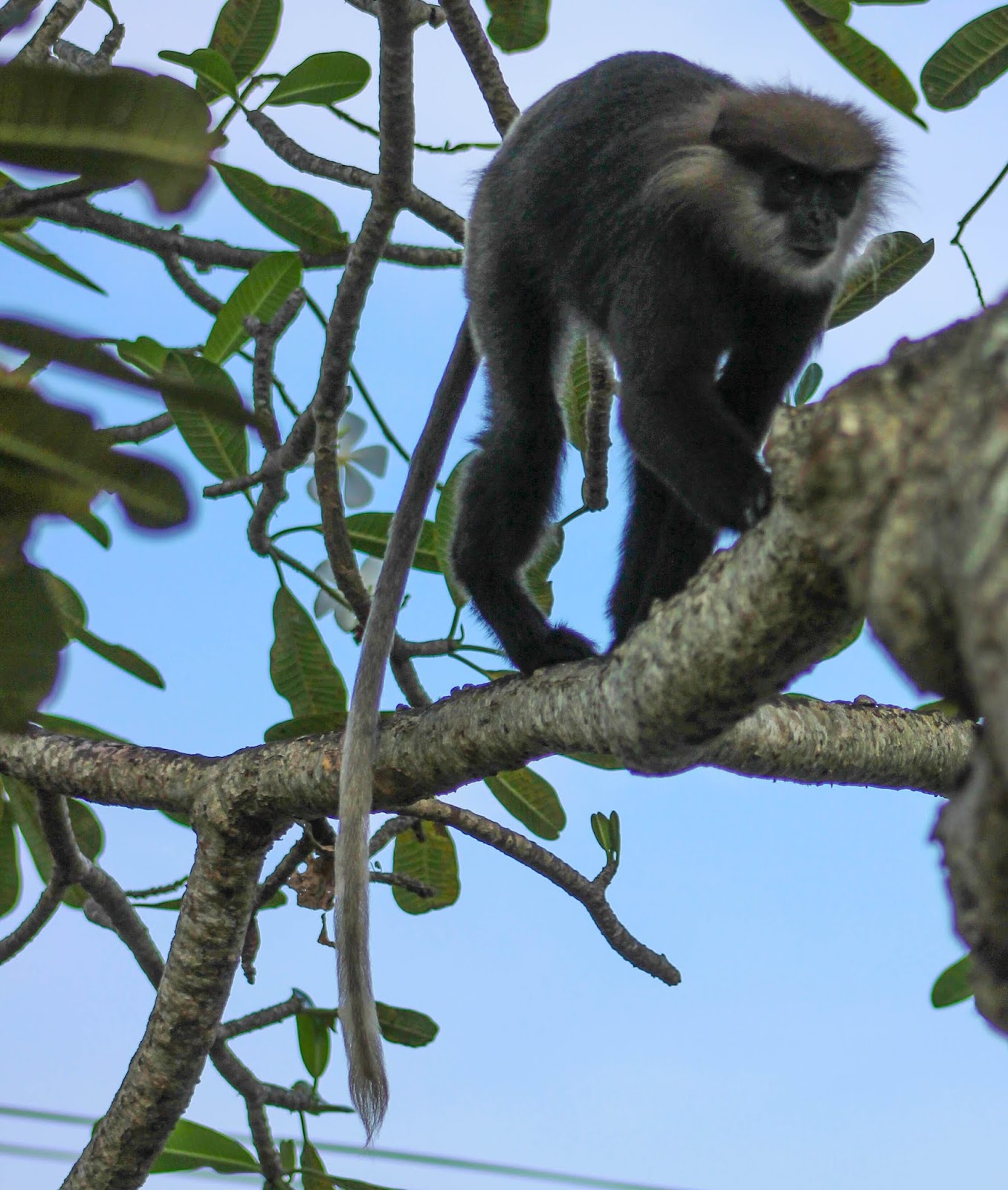 Cannundrums: Southern Purple-Faced Langur