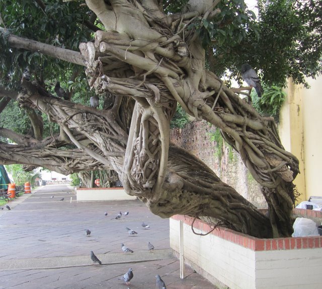 Princeton Nature Notes: Puerto Rico: Skinless Trees and People