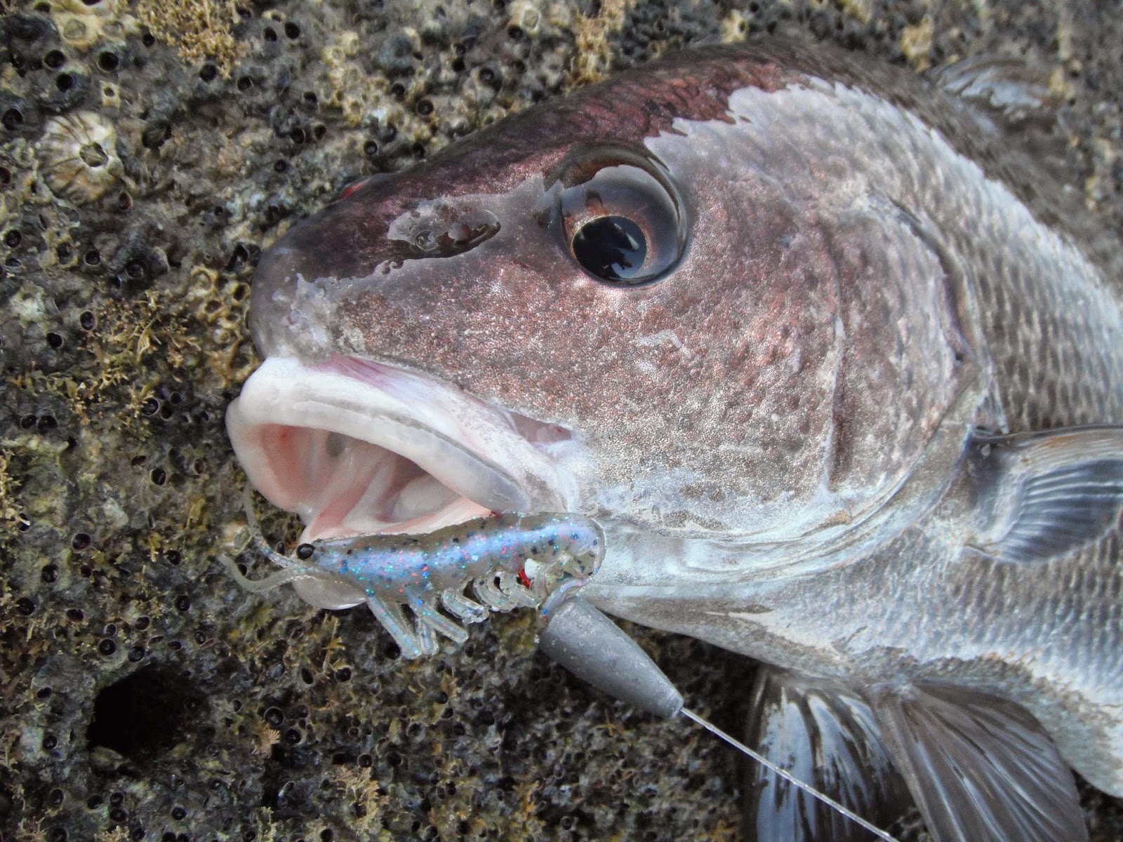 Antonio Pradillo: Pesca y Naturalismo: marzo 2015