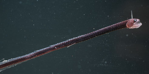 Ikan dasar laut Idiacanthus atlanticus - Faster Pedia