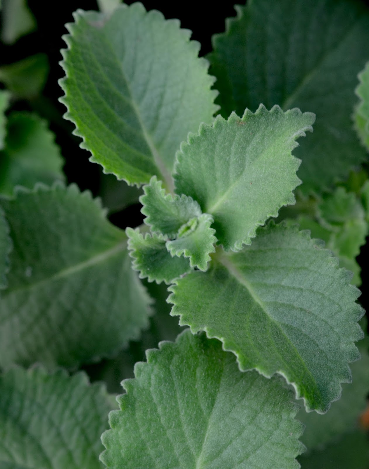Bumbu Daun Pelezat Masakan