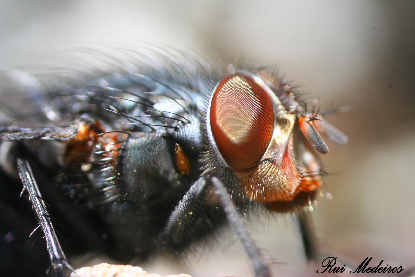 abril 2011 - Rui Medeiros Photography