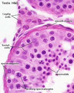 SPERMATOGENESIS PADA MANUSIA (1) - Have Fun Learning Biology