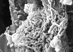 Variety of Life: Life