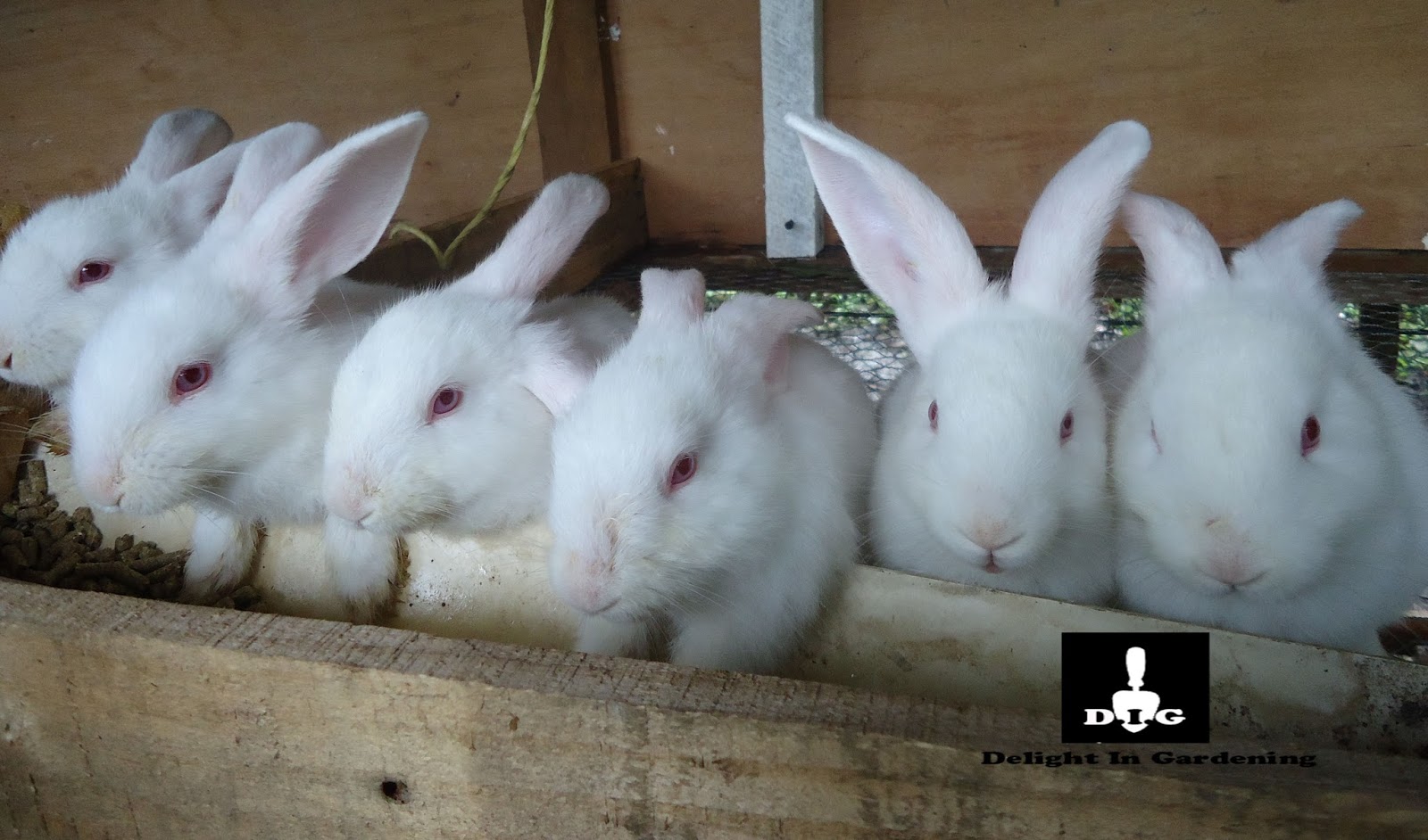 D.I.G THIS!!!: Rabbit Nutrition