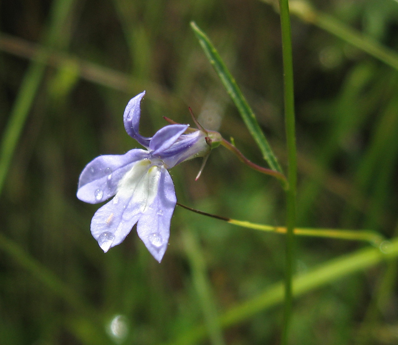 Tangled Web: Pics of Summer Flowers ... The Wetlands