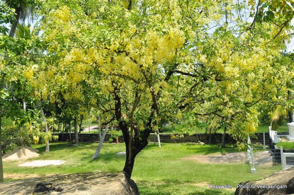 philipveerasingam: Sights at Isurumuniya, Anuradhapura, Sri Lanka.