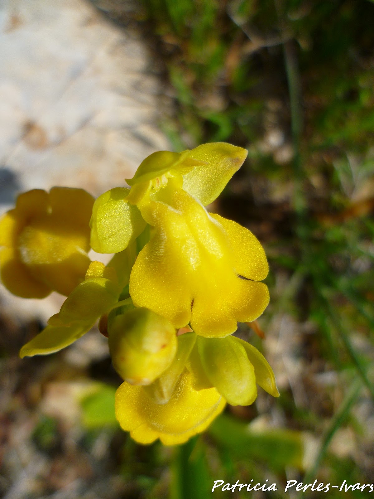 Ambiente y 1/2: Mas Orquideas de las Salinas de Calpe
