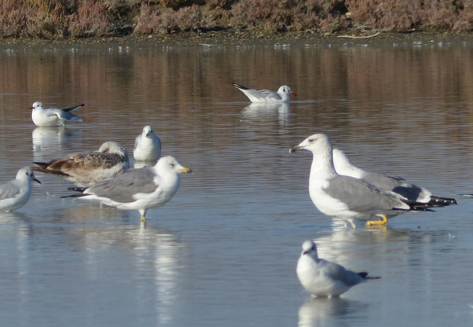 A Field Notebook: 2016