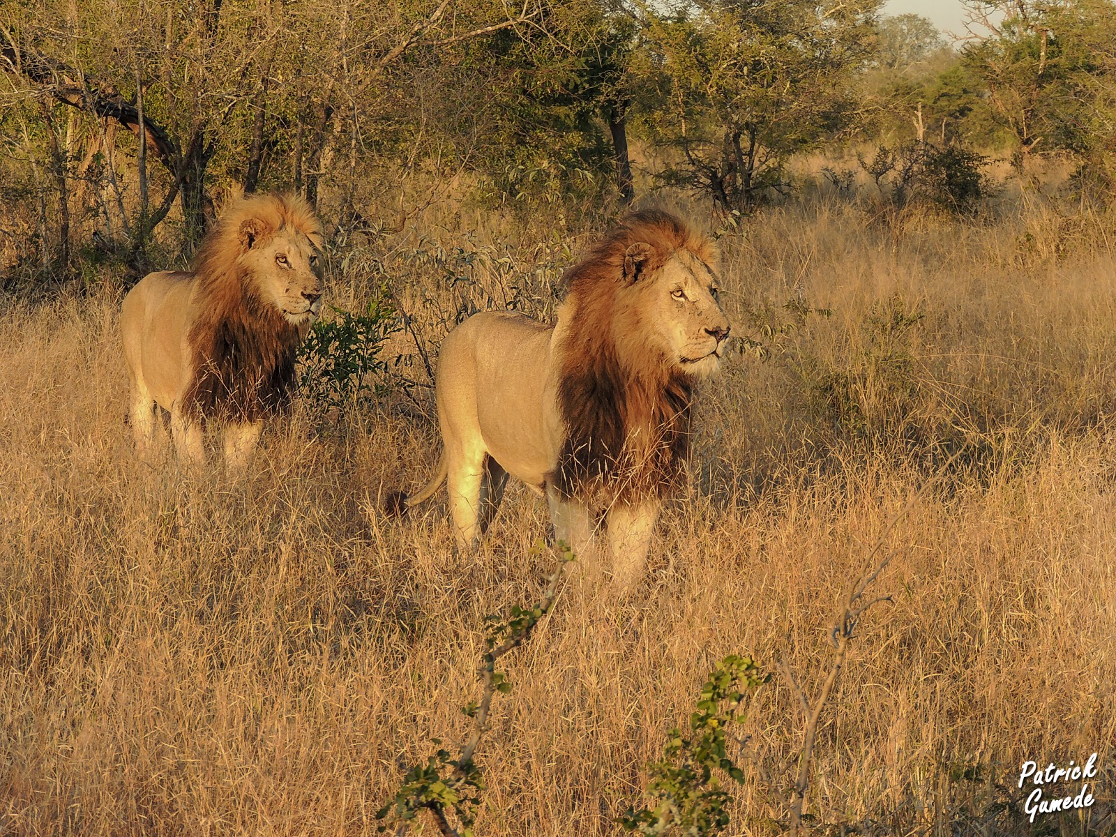 Tintswalo Ranger's Blog: Sightings Update: 10 - 17 June 2013