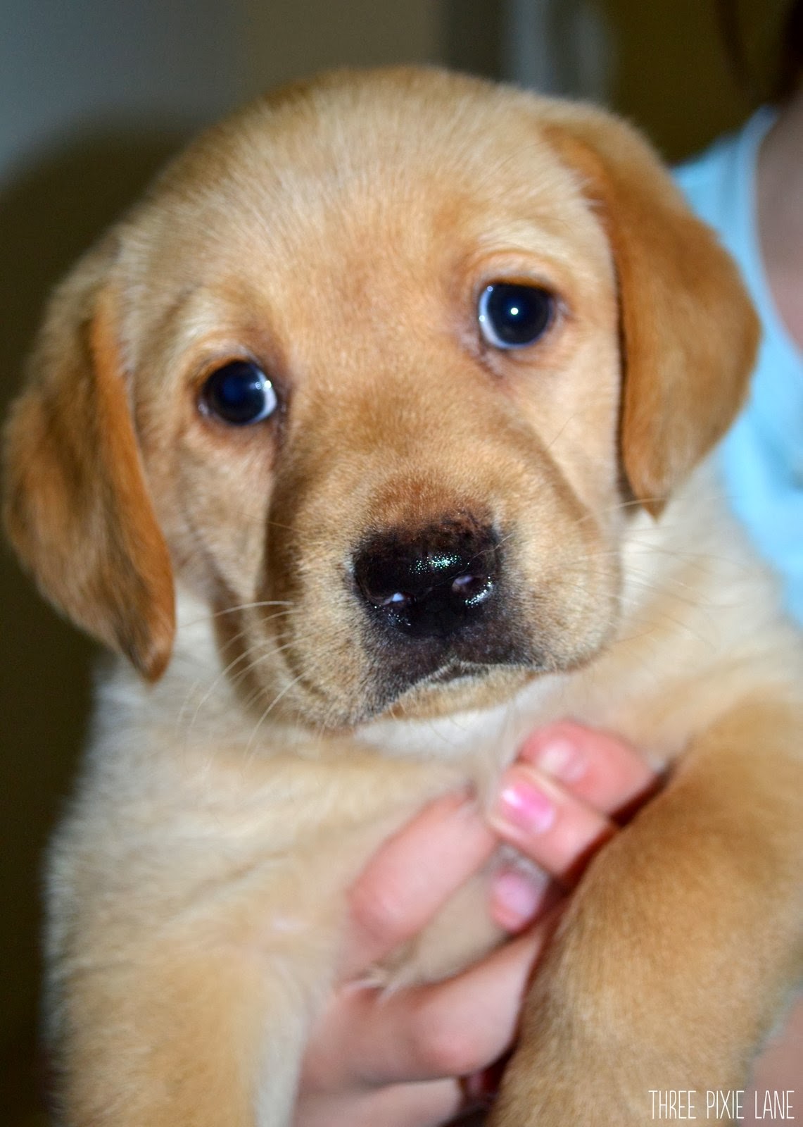 Three Pixie Lane: Favorite Photo Friday- a Dog's Perspective