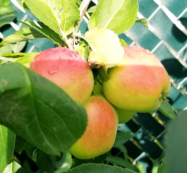 My apple tree after 7 years of growing in Fairbanks Alaska