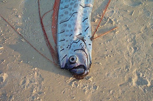 Fishes Images: Oarfish