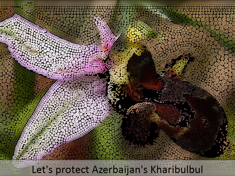 Let's Protect Azerbaijan's Khari Bulbul