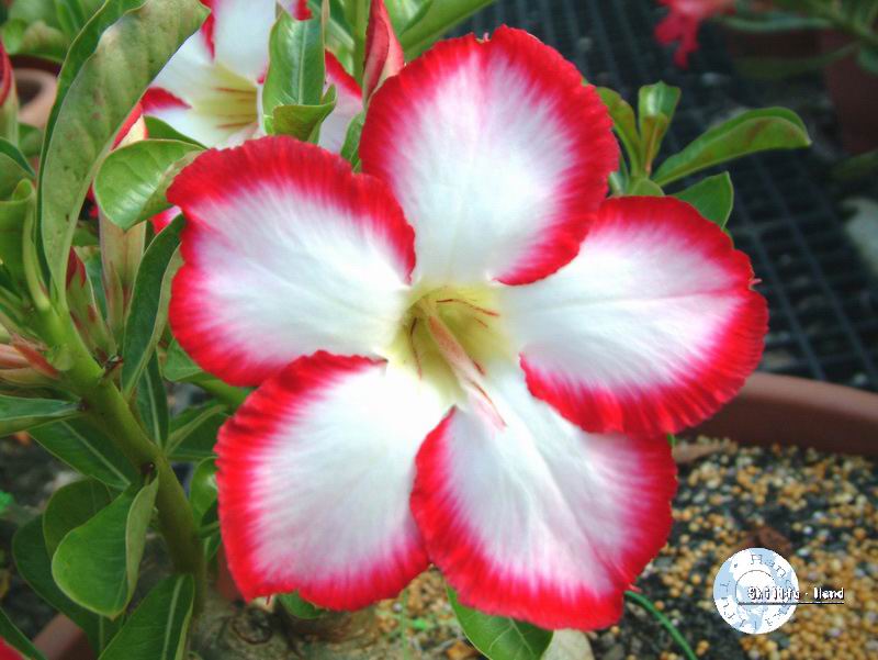 bunga adenium | Foto Dunia Alam Semesta INDONESIA