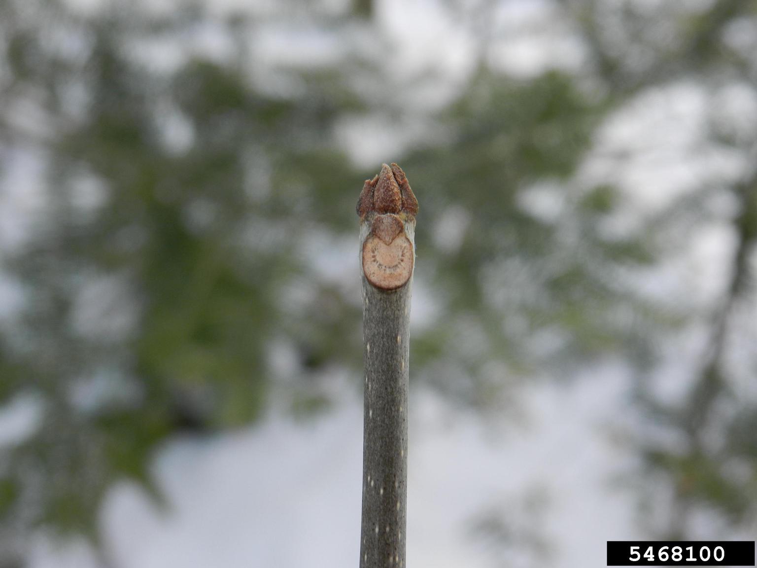 Earth and Space News: Tree Twig Identification: Buds, Bundle Scars ...