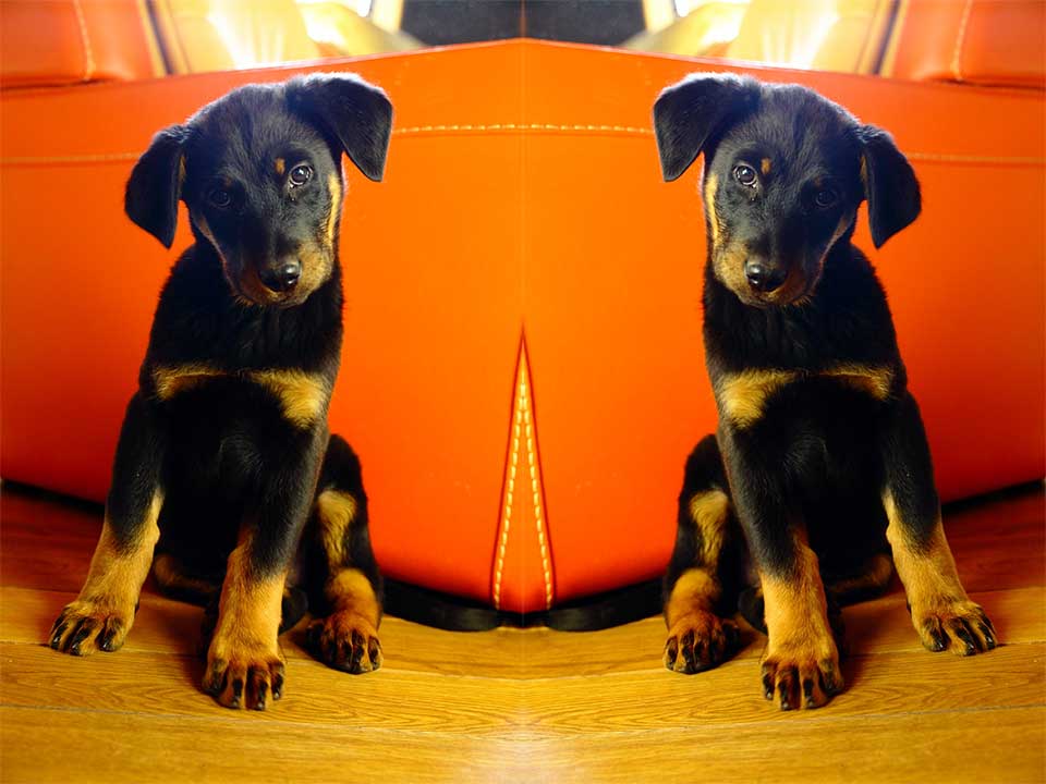 Cute Pictures of Beauceron Puppies