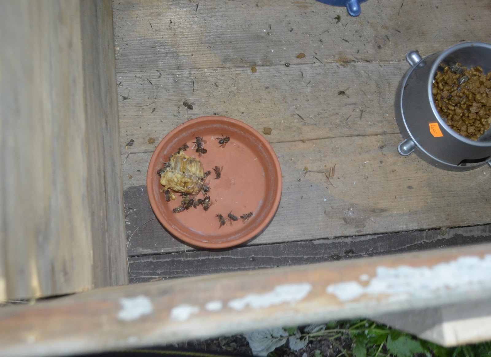 Jeżowy zakątek - czyli jeże w ogrodzie miododajnym: Dzień czwarty ...