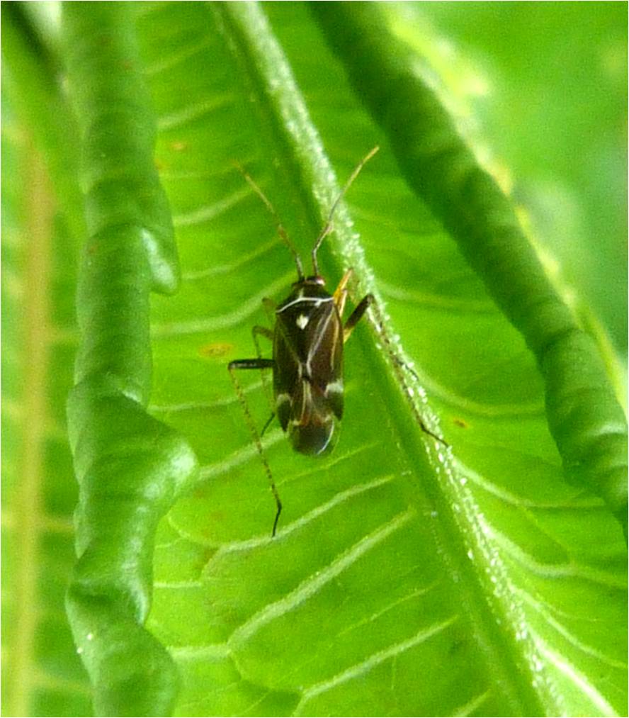 Insects of Scotland: True Bugs