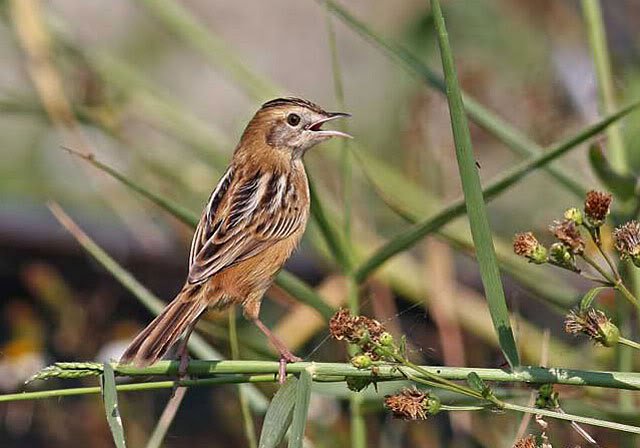 Gambar macam-macam Ciblek | Info Burung Kicauan