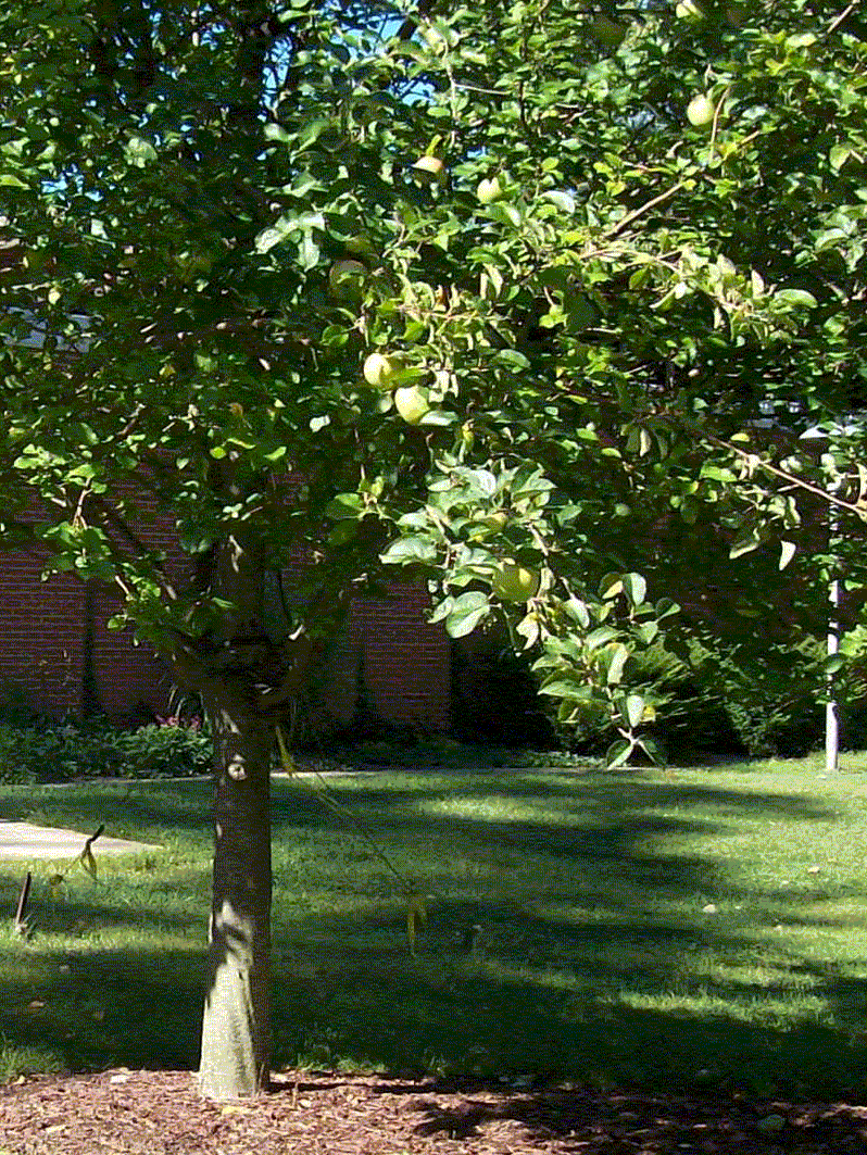 Best of the Bulletin Board: Johnny Appleseed Museum