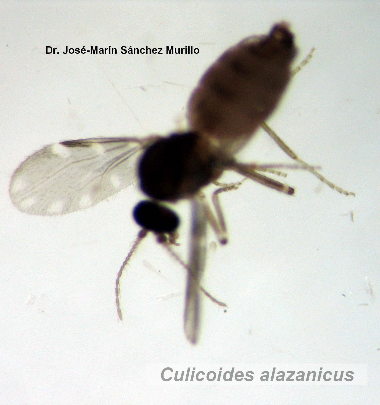 CULICOIDES: ALAS