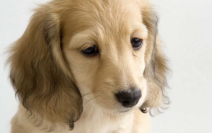 Famous World: Famous Dogs