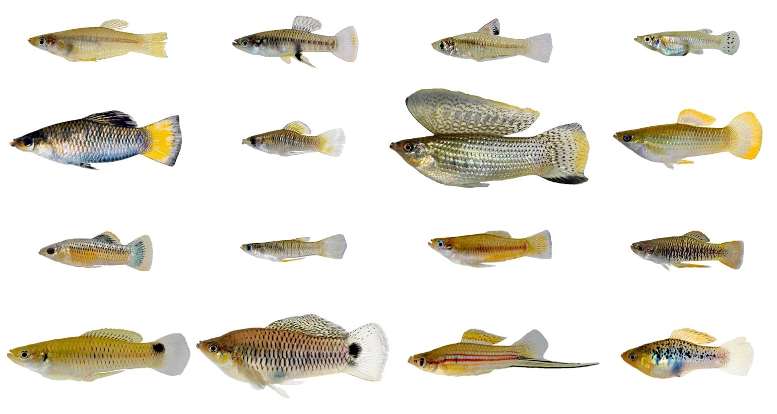 Species New to Science: [Ichthyology • 2017] Sex-specific Evolution ...