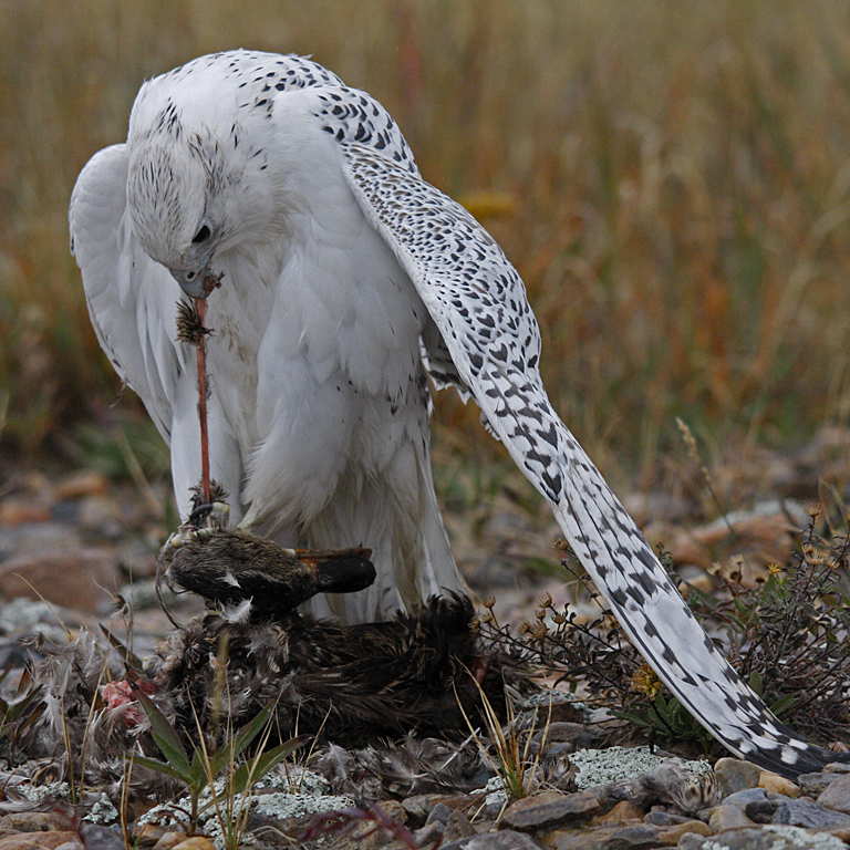 Cash Milk: Gyrfalcon