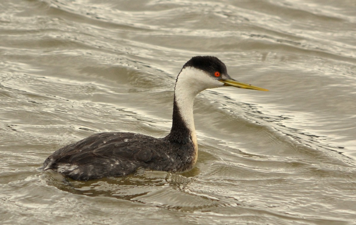 Woods Walks and Wildlife: Grebes, Herons, and More at the Marsh