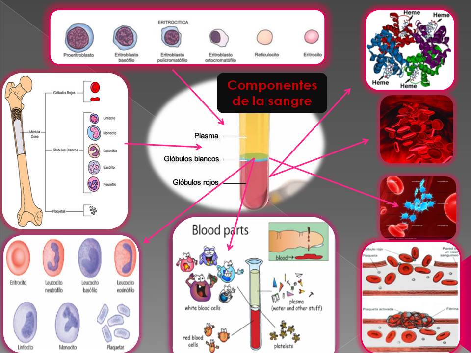 PORTAFOLIO DE EVIDENCIAS, FISIOLOGÍA BASICA JONATHAN I. JIMENEZ UAS ...