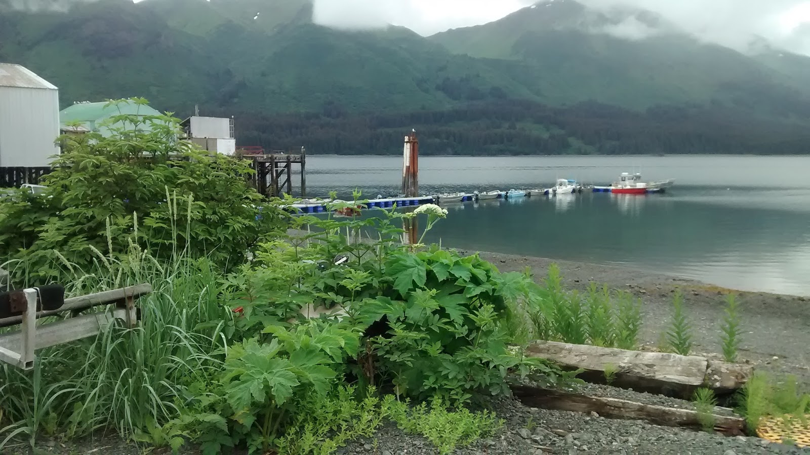 Ristow Family Adventures: Update From Port Graham