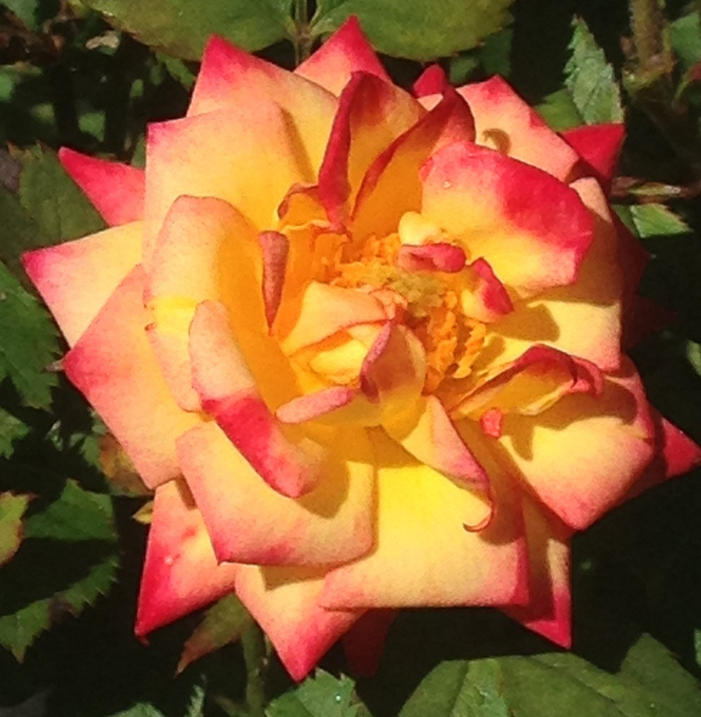 Kewmarnic Cottage Cookbook: Scrumpy Scroodles